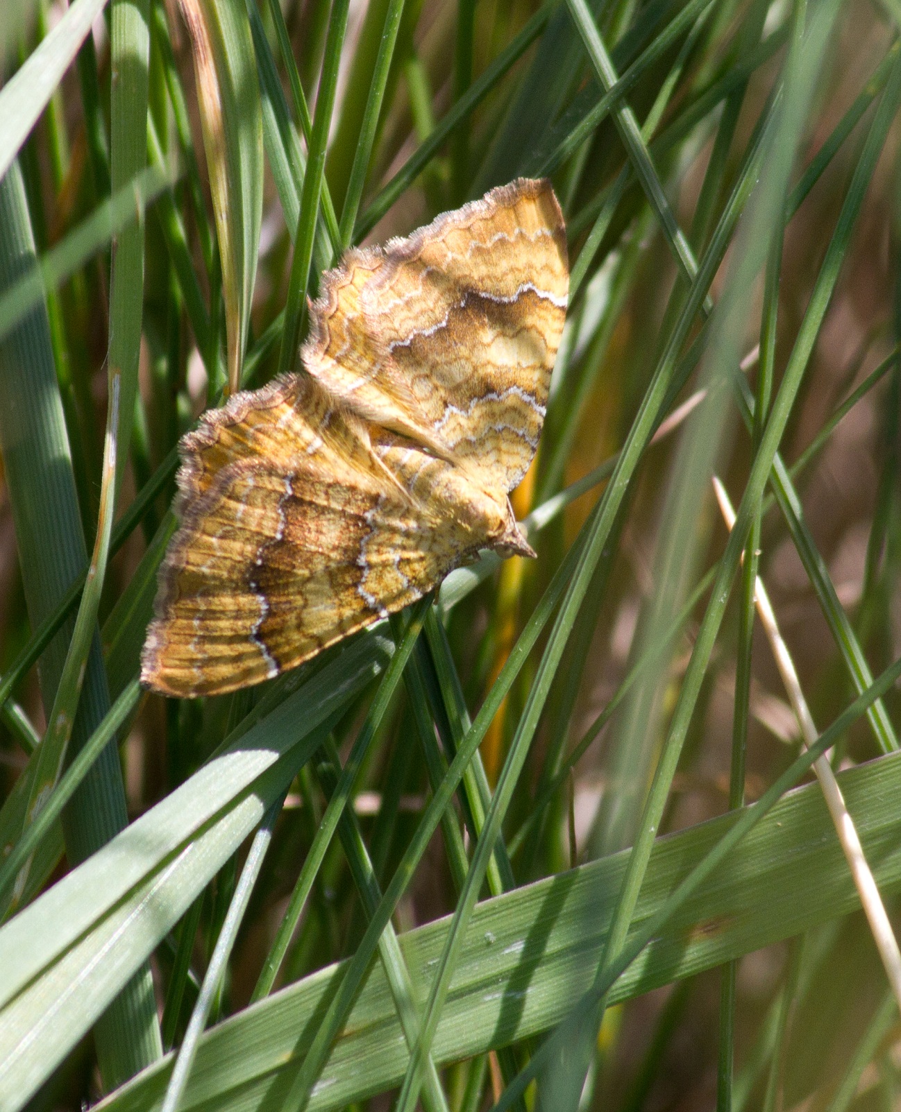 024 yellow shell moth edited 1 – Walney Wildlife
