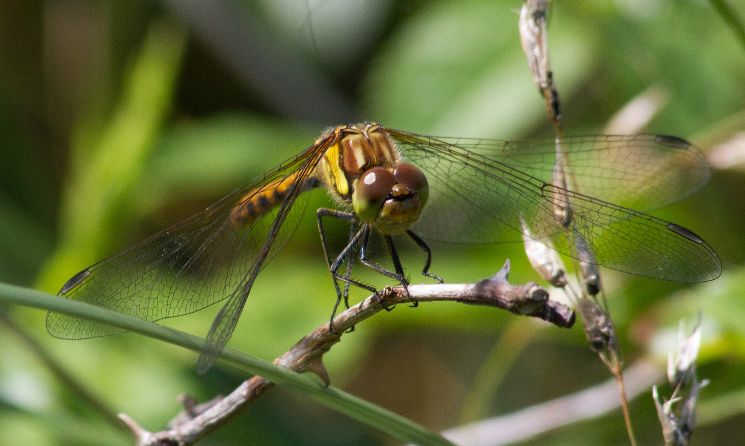 037 common darter – Walney Wildlife
