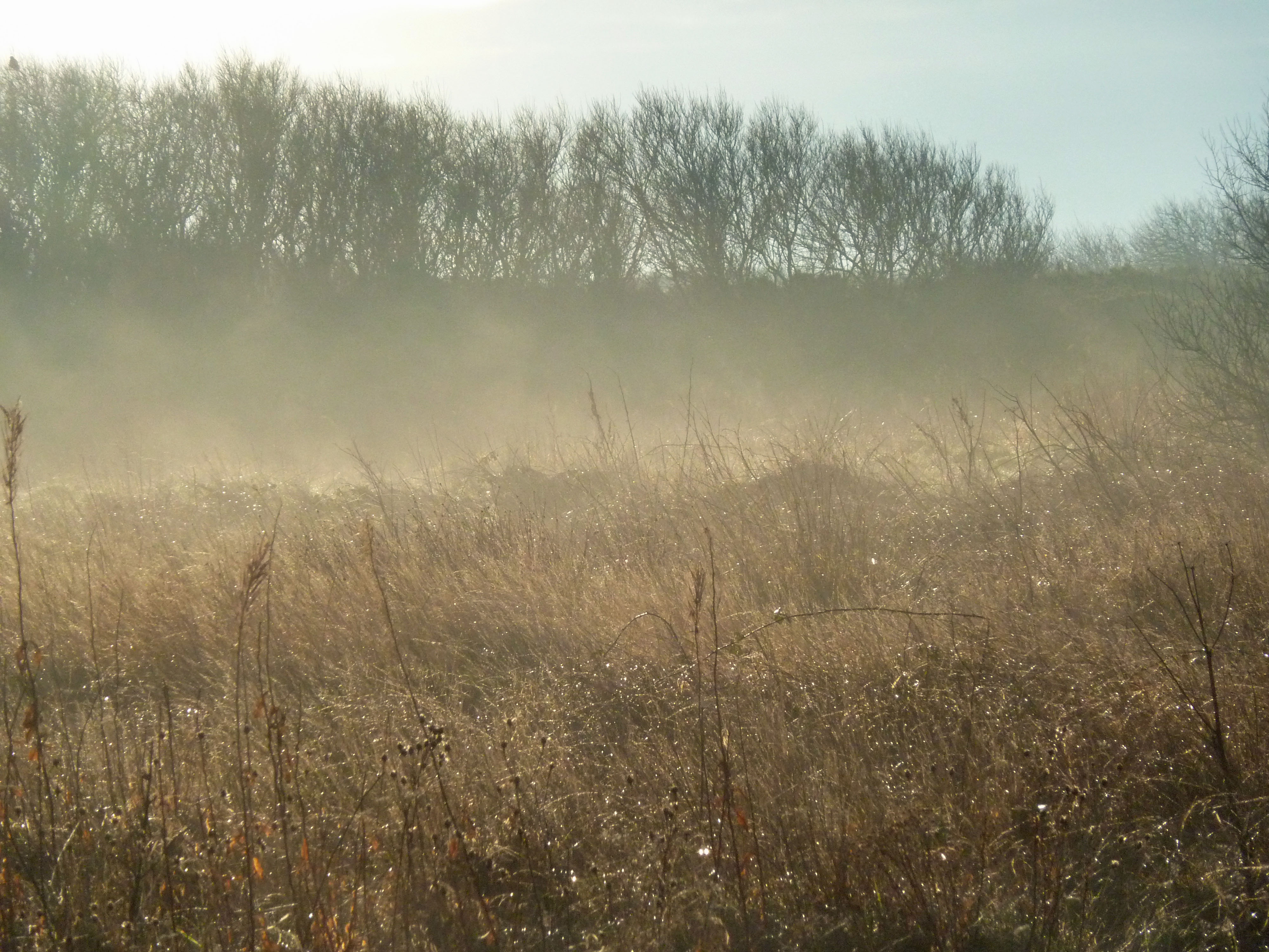 p1000757 early morning mist – Walney Wildlife