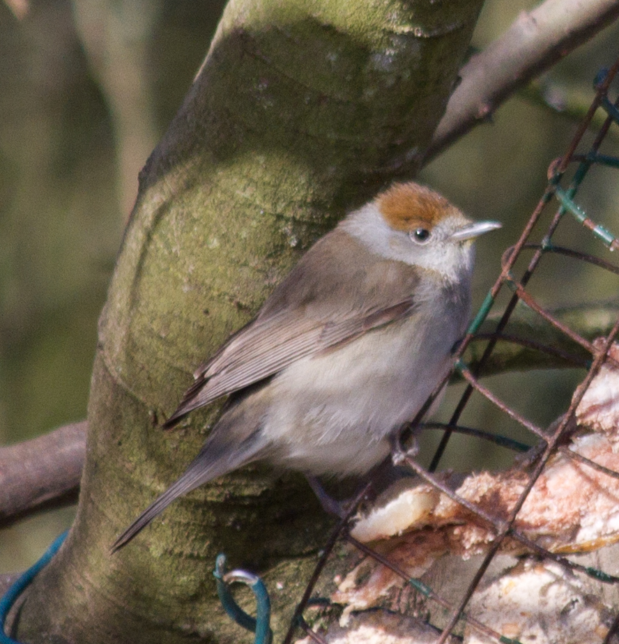 016 blackcap female – Walney Wildlife