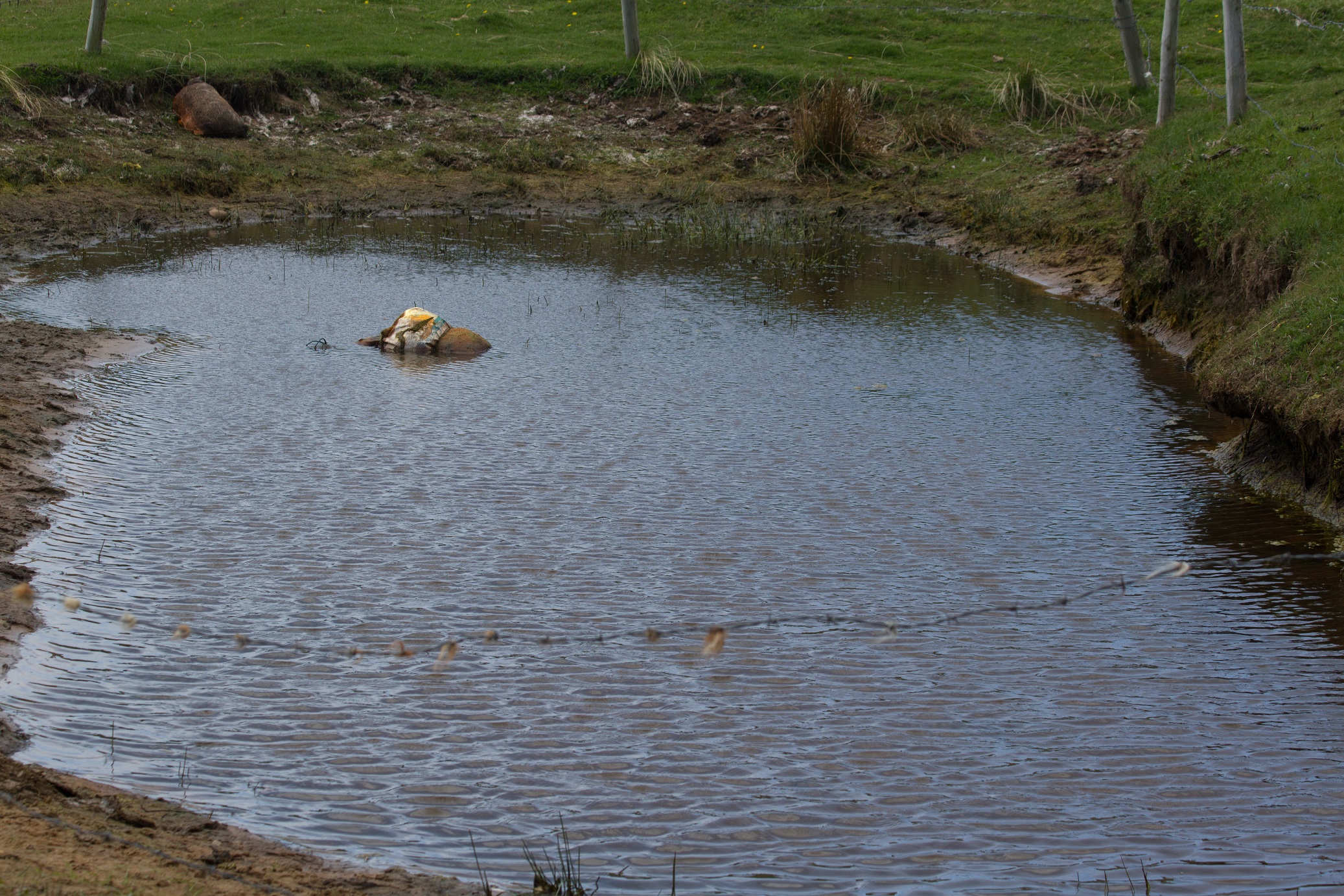 016 pond 35 after steves clean 22nd may 2013 – Walney Wildlife