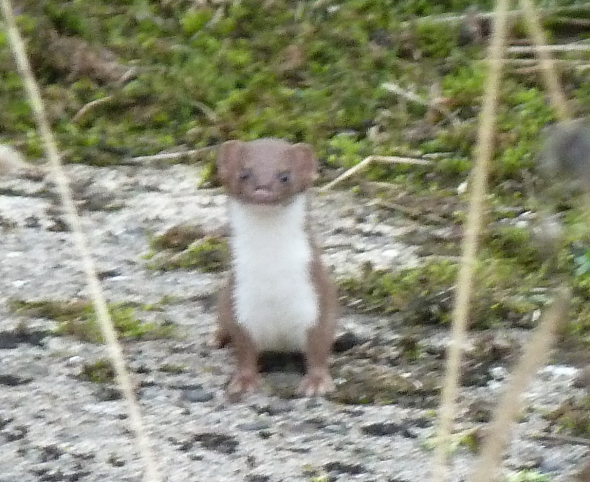 Weasel at the feeders – Walney Wildlife