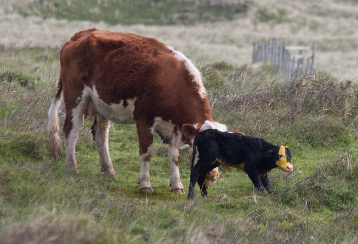 014 Calf being born 13_edited-2 – Walney Wildlife