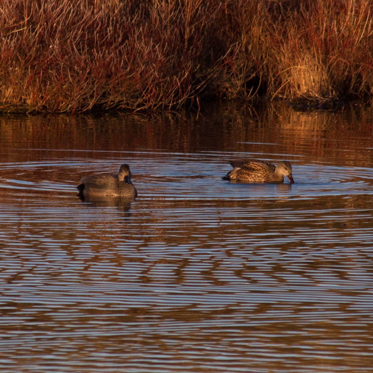 011 Pair of Gadwall_edited-2 – Walney Wildlife