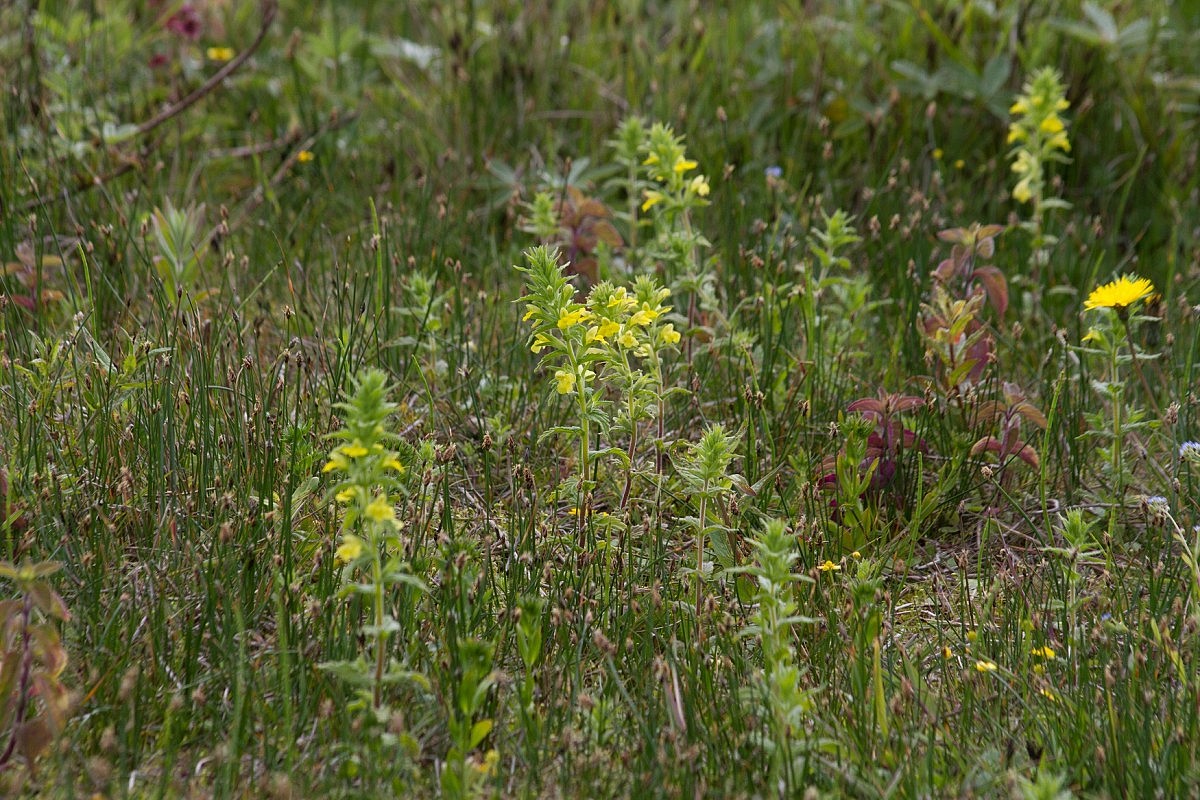 Yellow Bartsia – Walney Wildlife