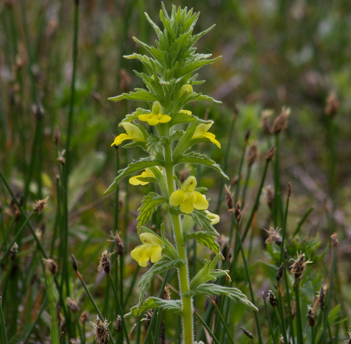 Yellow Bartsia – Walney Wildlife