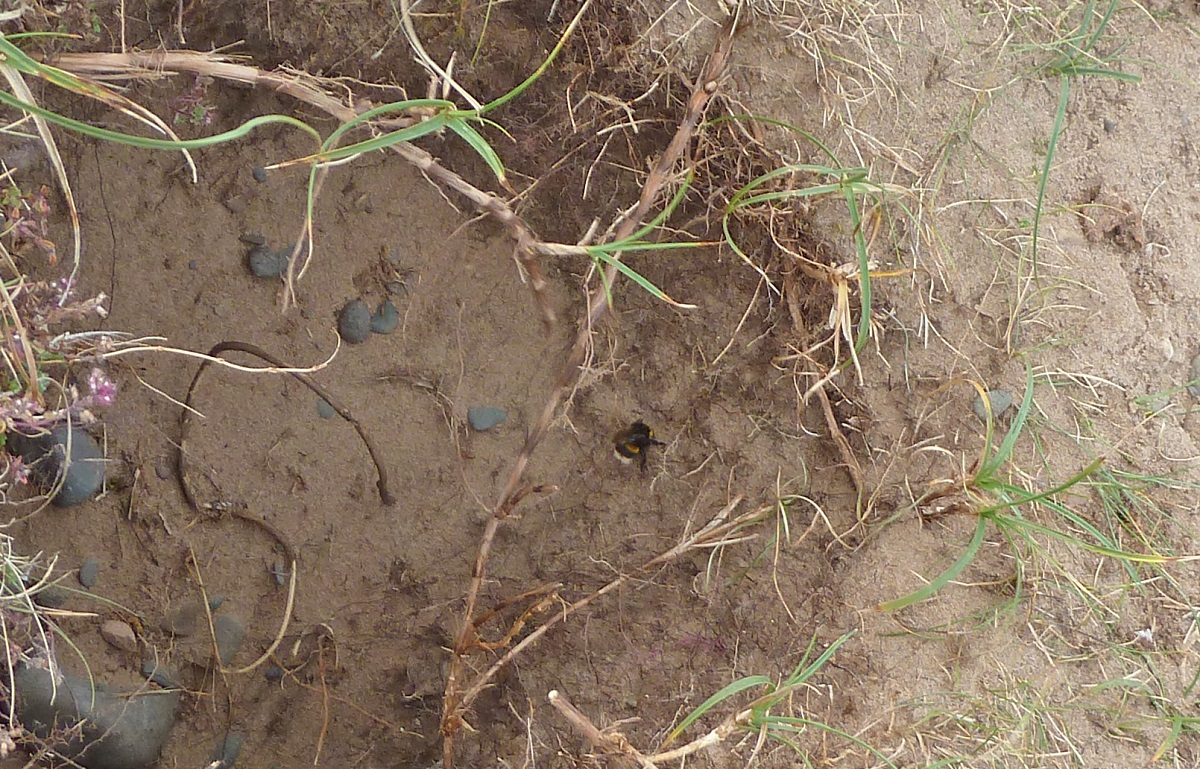 P1010644 Bee crawling out_edited-1 – Walney Wildlife