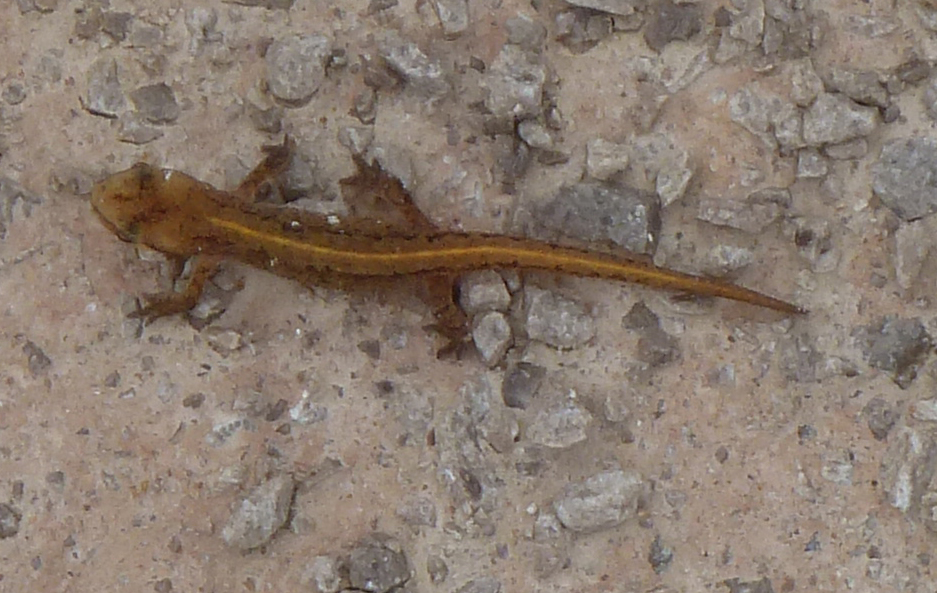 P1010648 Baby Lizard on path – Walney Wildlife