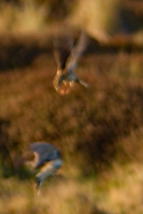 Highland Cow eating heather – Walney Wildlife