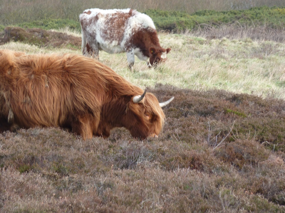 Highland Cow eating heather – Walney Wildlife