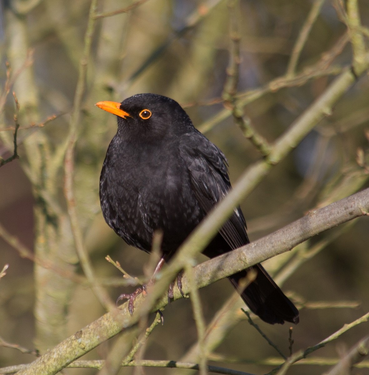 IMG_1560 Male Blackbird – Walney Wildlife