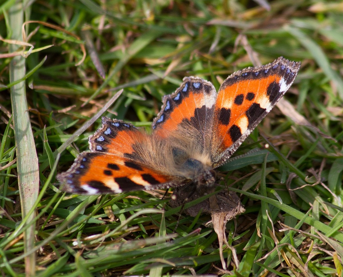 Small Tortoiseshell – Walney Wildlife