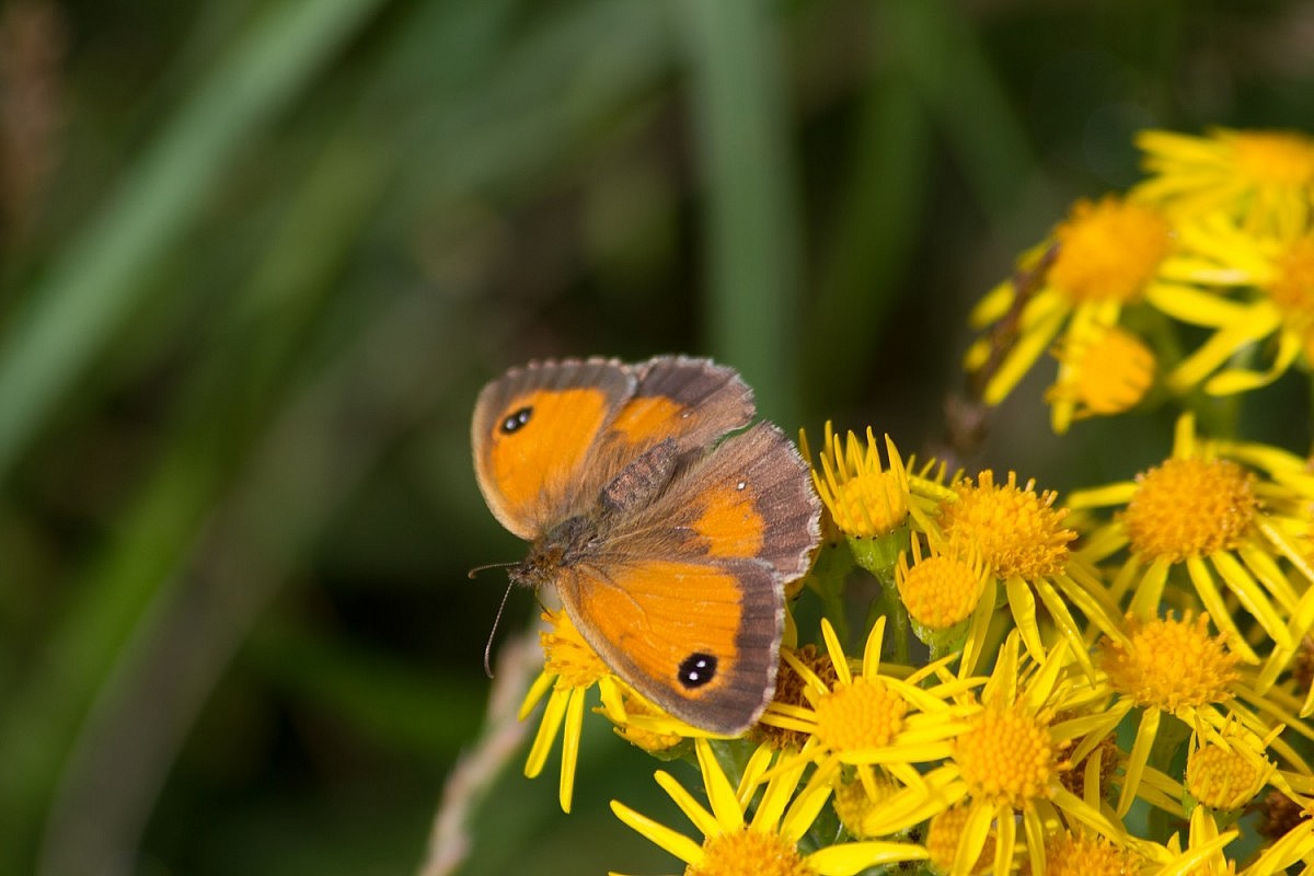 IMG_2646 Female Gatekeeper on Ragwort – Walney Wildlife