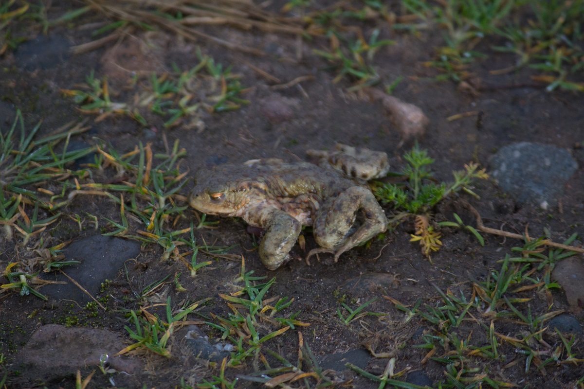 IMG_3786 Dead toad looks normal – Copy – Walney Wildlife