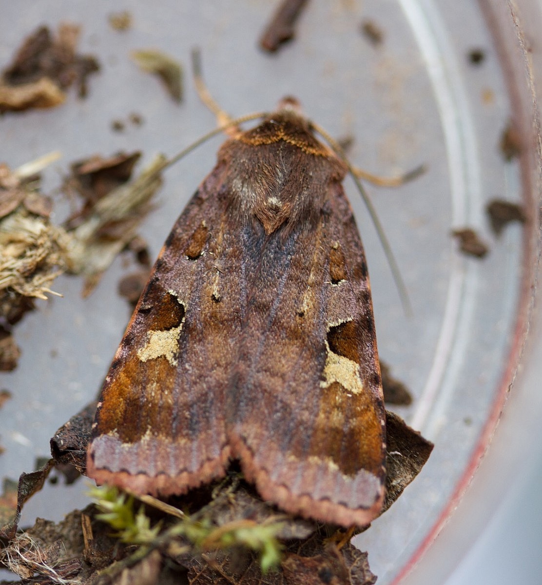IMG_4852 N End moth hunt 20th June 2017 Purple Clay – Copy – Walney ...
