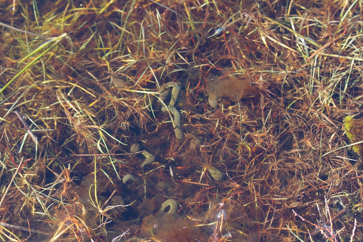 IMG_6048Dozen Leeches feeding on frog spawn – Copy – Walney Wildlife