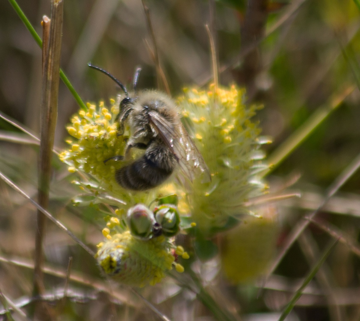 IMG_6162 Bee on ground willow blossom – Copy – Walney Wildlife