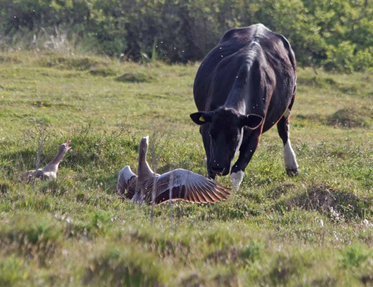 IMG_6370 Cow faces Greylag Geese – Copy – Walney Wildlife