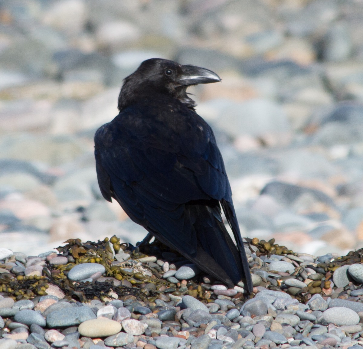 IMG_6665 Raven on beach – Copy – Walney Wildlife