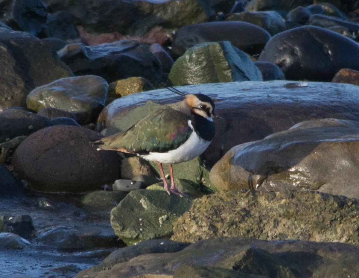 IMG_8200 Resting Lapwing – Copy – Walney Wildlife