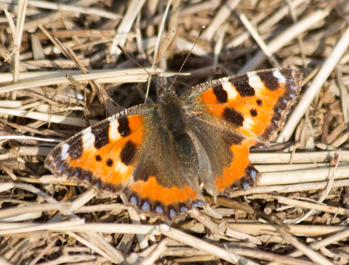 IMG_8446 Small Tortoiseshell – Copy – Walney Wildlife