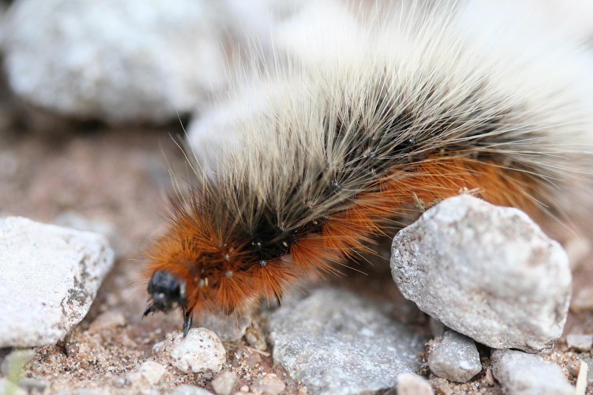 Garden Tiger Caterpillar 2 – Walney Wildlife