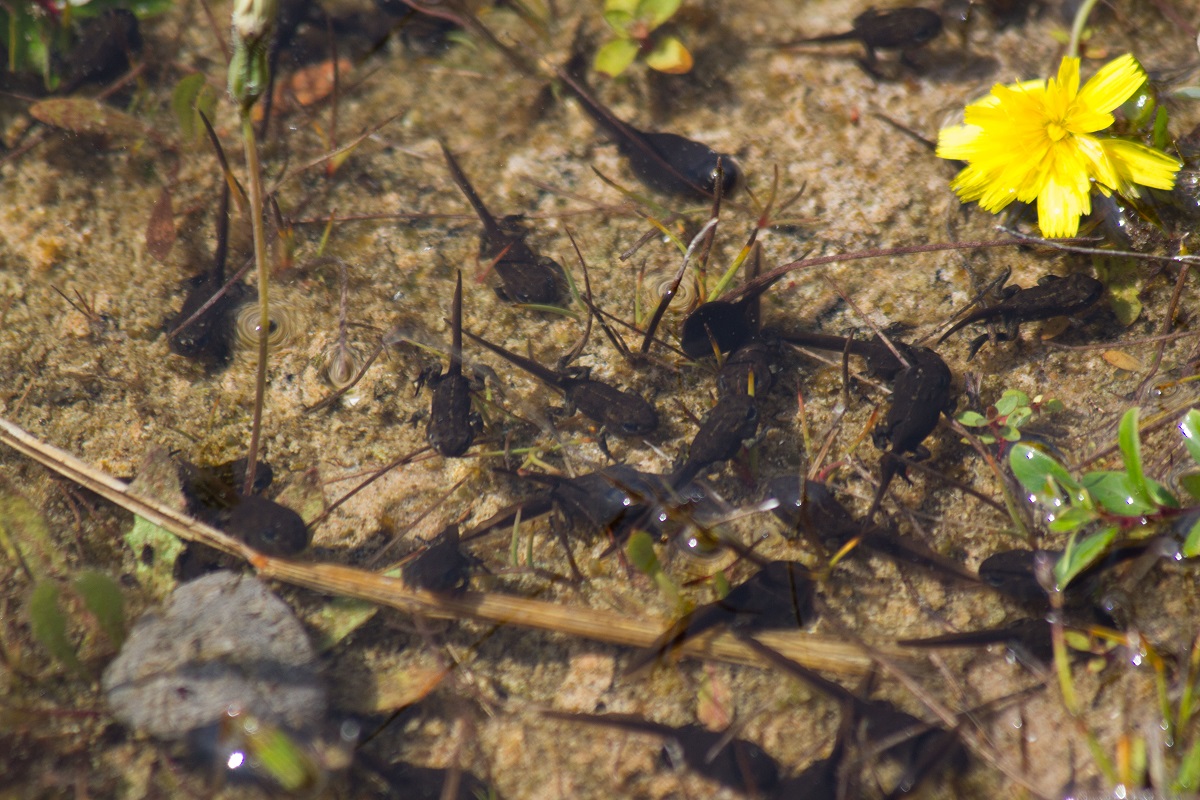 IMG_9484 Natterjack tadpoles and toadlets pond 52 23rd August 2019 ...