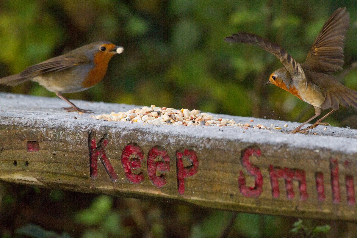 IMG_9859 Two Robins on Geoff’s bench – Copy – Walney Wildlife