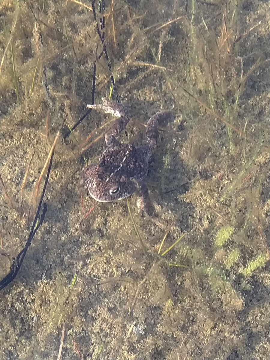 Natterjack toads and Spawn strings Pond 52 8th April 2020 Bob’s photos ...
