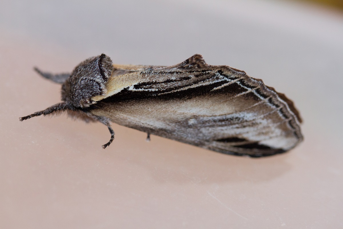 IMG_0786 Garden Moth hunt 31st May 1st June 2020 Swallow Prominant ...