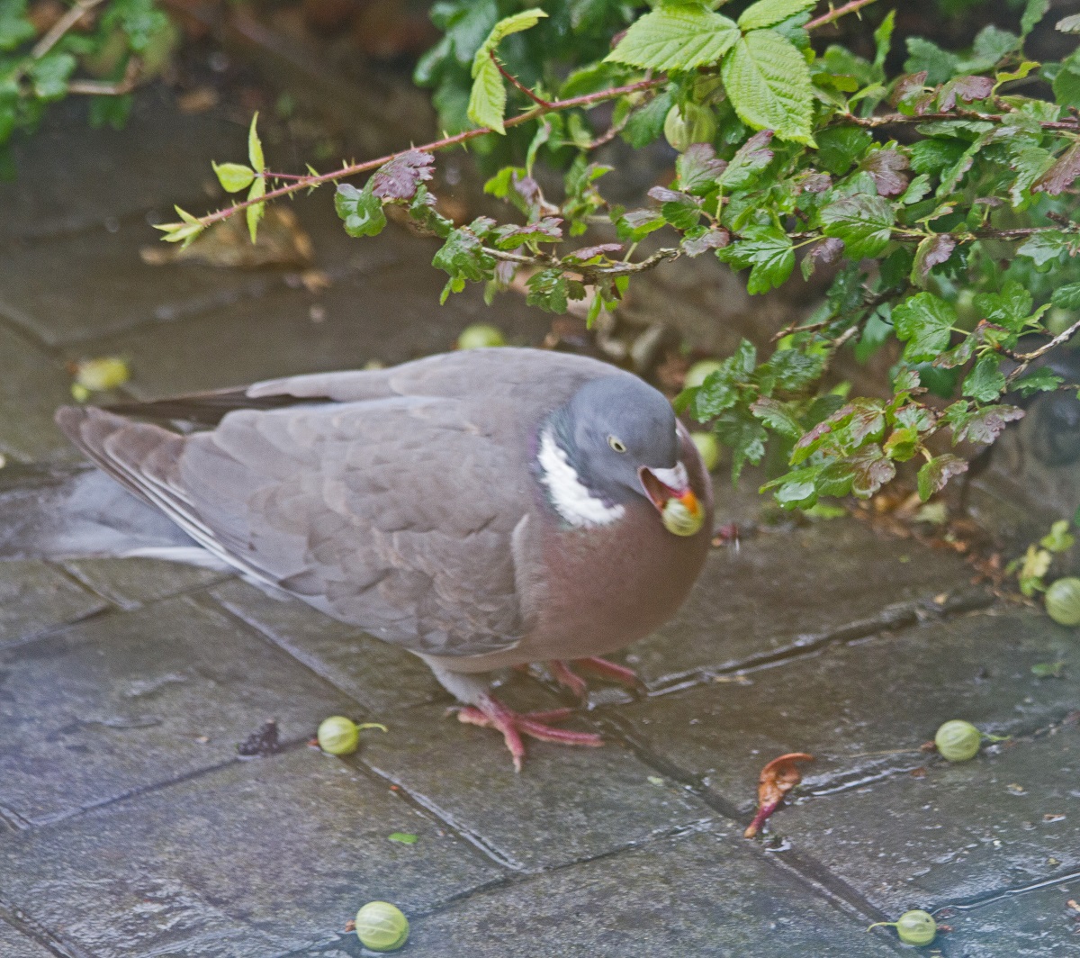 IMG_0882 Woodpigeon eating Gooseberry – Walney Wildlife