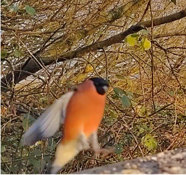 Bull Finch landing on Geoff’s bench 1st Dec 2020 – Walney Wildlife
