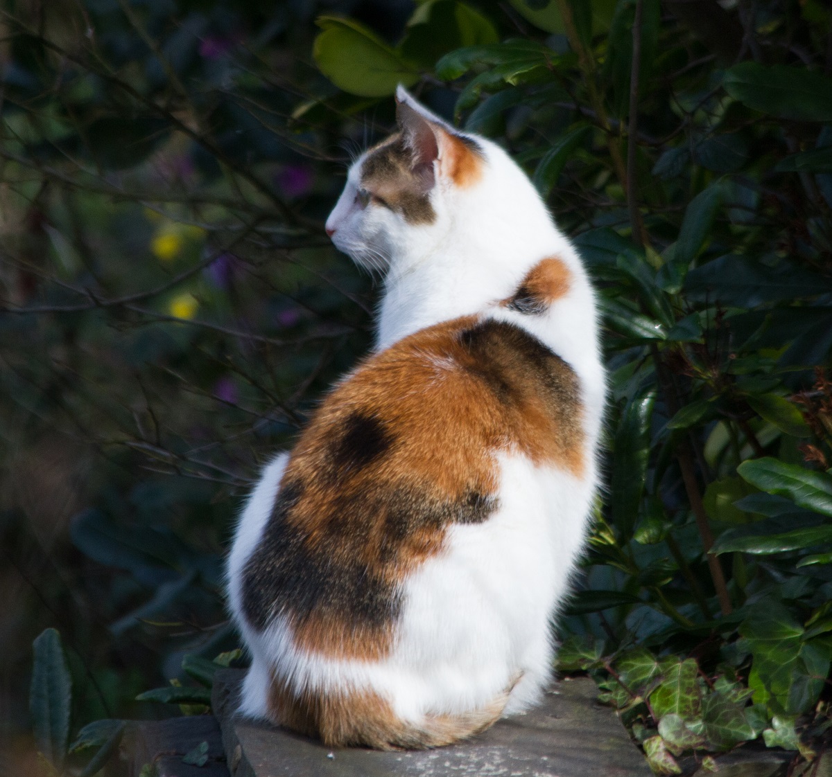 Garden Birds – Walney Wildlife