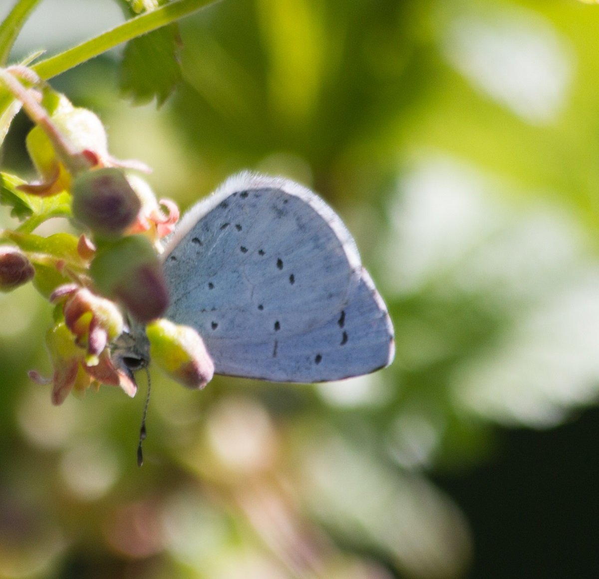 IMG_1533 Holly Blue butterfly in garden 24th April 2021 – Walney Wildlife